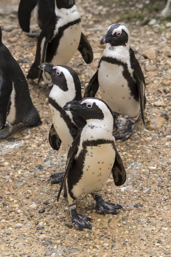 African penguin in a zoo stock image. Image of nature - 143926815