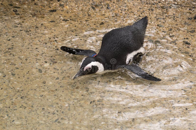 African penguin in a zoo stock image. Image of paws - 143927019