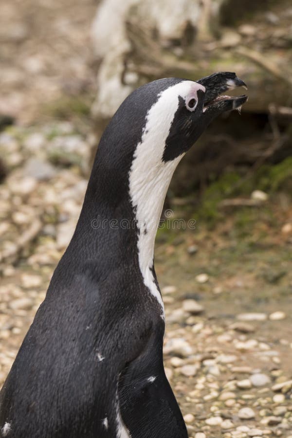 African penguin in a zoo stock image. Image of african - 143927671