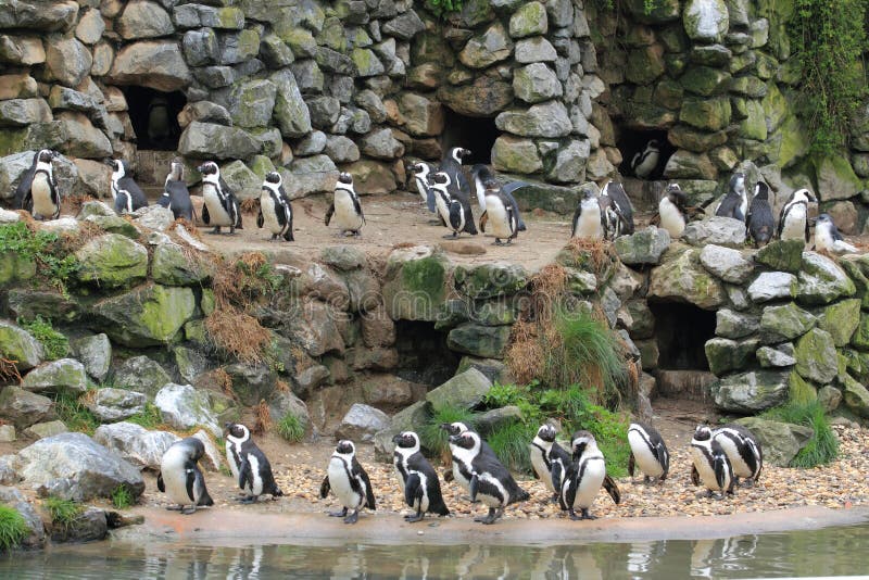 African penguins rookery stock image. Image of african - 24426355