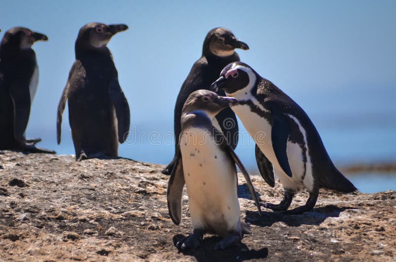 African Penguins in Simonstown Stock Photo - Image of simons, penguins ...