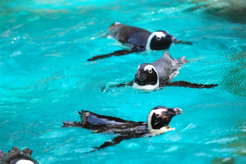 African penguins swimming stock image. Image of rare - 23133021