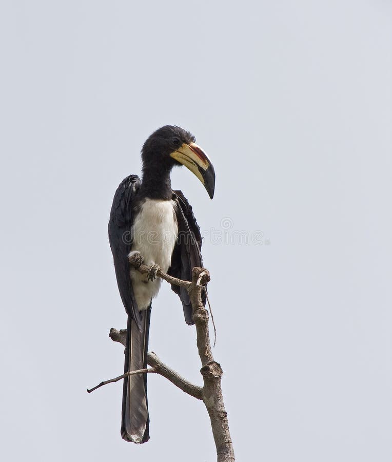 African Pied Crow in Vulpro Rehabilitation Center, South Africa Stock ...