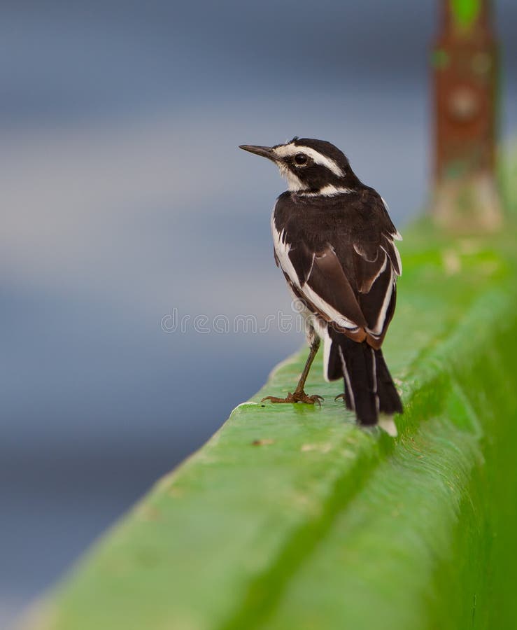 African Pied Crow in Vulpro Rehabilitation Center, South Africa Stock ...