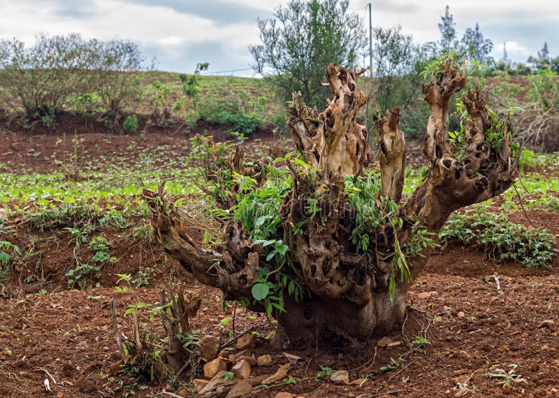 African plants in Rwanda stock photo. Image of rwanda - 152669350