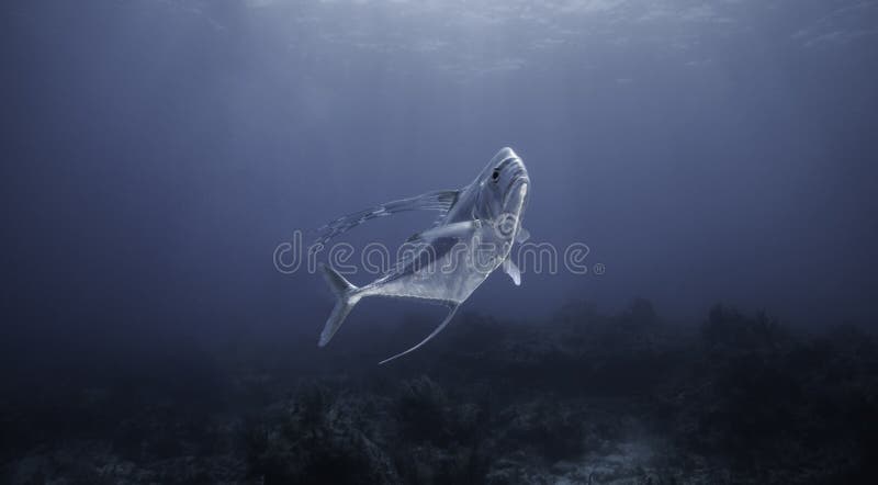 African Pompano in Blue Water Stock Image - Image of rays, florida ...
