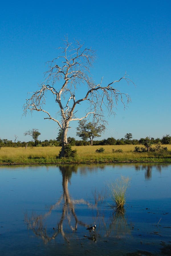 African Pond with Reflection of Tree Stock Photo - Image of africa ...