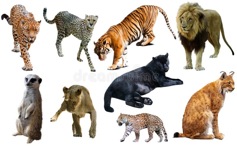 Set of predators stock image. Image of endangered, carnivore - 32824063