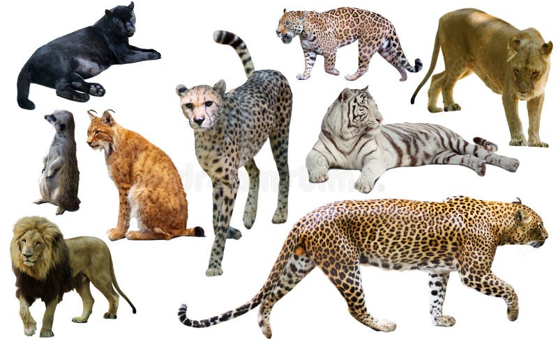 Set of predators stock image. Image of endangered, carnivore - 32824063