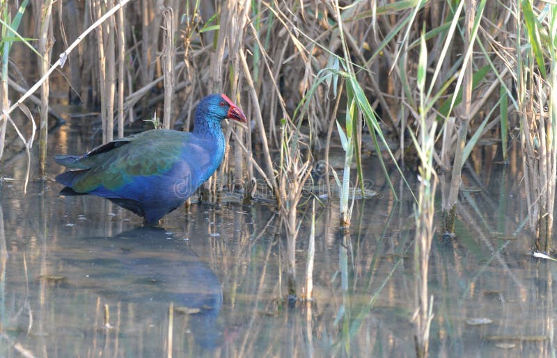 African Purple Swamp hen stock image. Image of ground - 52451205