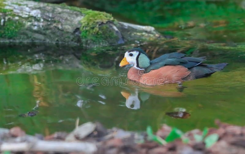African pygmy goose stock photo. Image of african, resting - 145483346