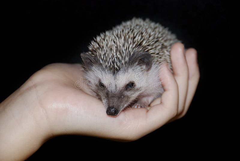 African pygmy hedgehog stock image. Image of little, african - 25911927