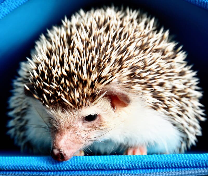 African pygmy hedgehog stock image. Image of white, pygmy - 16029371