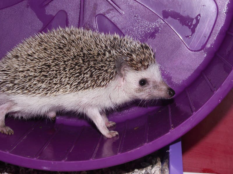 African pygmy hedgehog stock image. Image of white, pygmy - 16029371