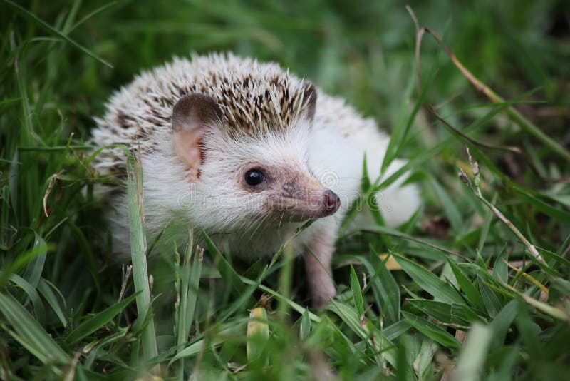 Baby African Pygmy Hedgehog Stock Image - Image of green, baby: 124206603