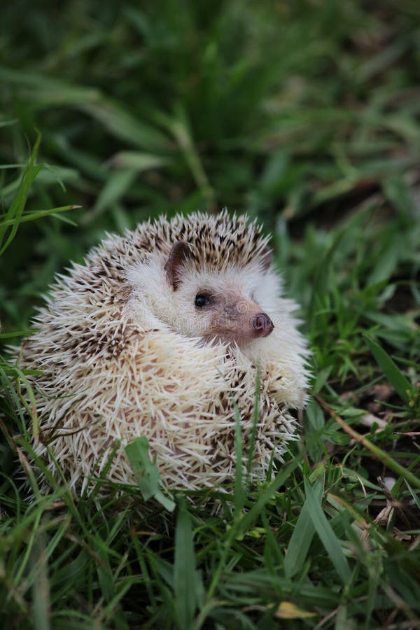 African pygmy hedgehog stock image. Image of grass, wildlife - 125706085