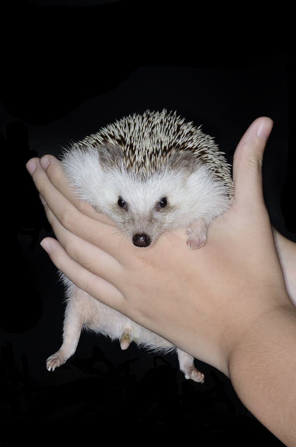 African Pygmy Hedgehog in Hand Stock Photo - Image of prickle, point ...