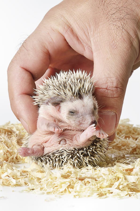 African Pygmy Hedgehog in Hand Stock Image - Image of little, prickly ...