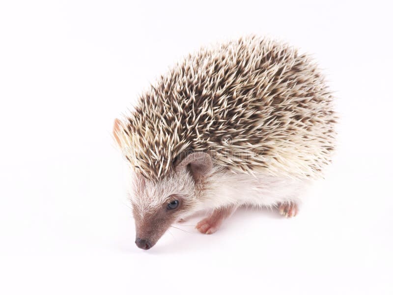 Atelerix Albiventris, African Pygmy Hedgehog. Stock Image - Image of ...