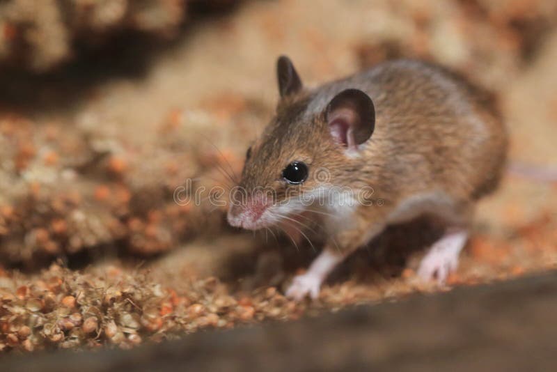 African pygmy mouse stock image. Image of african, nature - 257557355