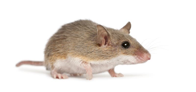 African Pygmy Mouse - Mus Minutoides Stock Photo - Image of white ...