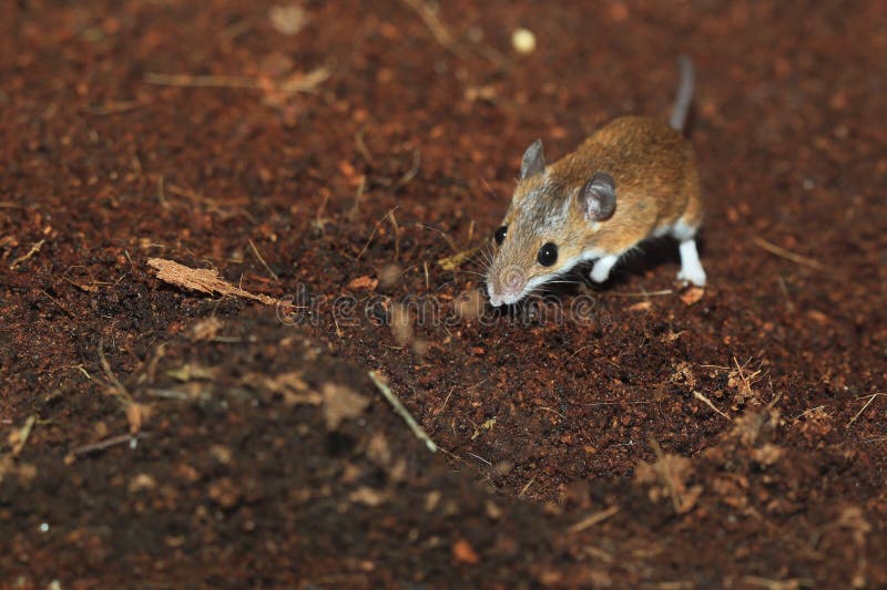 African Pygmy Mouse
