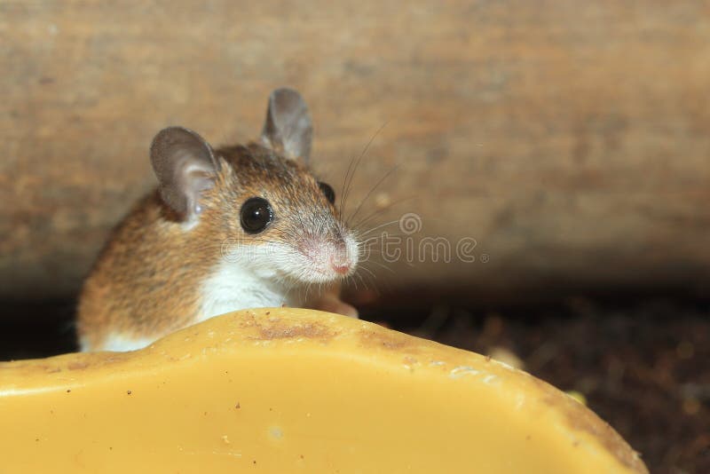 African Pygmy Mouse - Mus Minutoides Stock Photo - Image of white ...