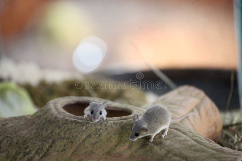 African Pygmy Mouse stock photo. Image of mousy, african - 80821278