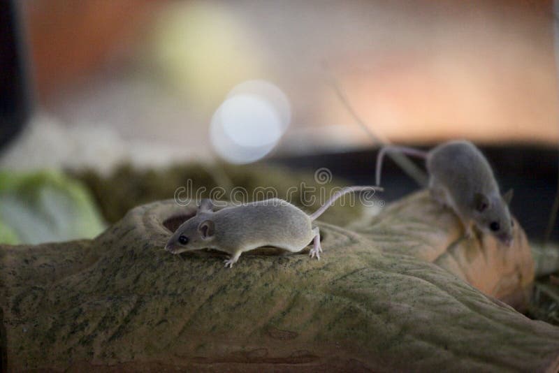 African Pygmy Mouses stock photo. Image of grey, rodent - 80821566