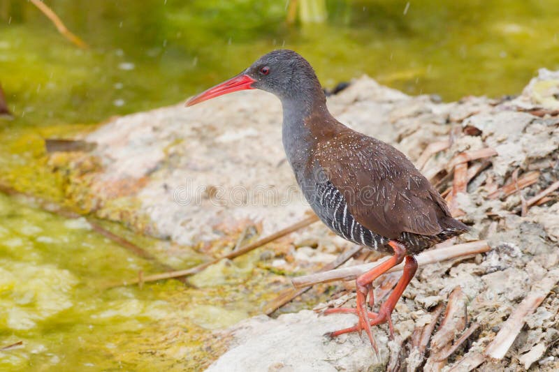 African Rail stock image. Image of wader, birds, colorfull - 21870151