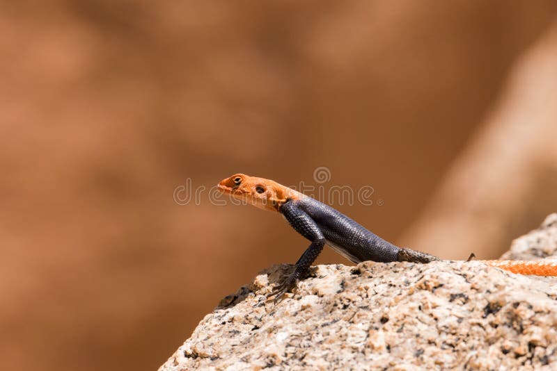 African Agama Lizard stock photo. Image of african, rock - 7713378