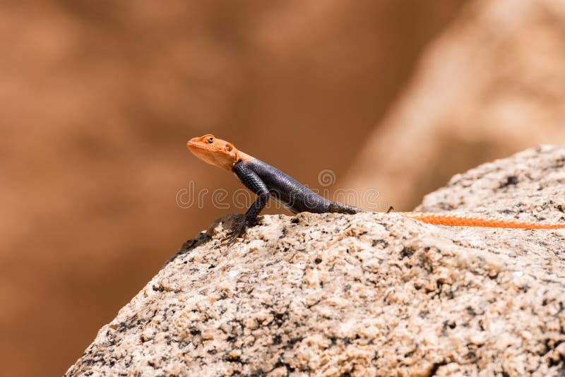 African Agama Lizard stock photo. Image of african, rock - 7713378