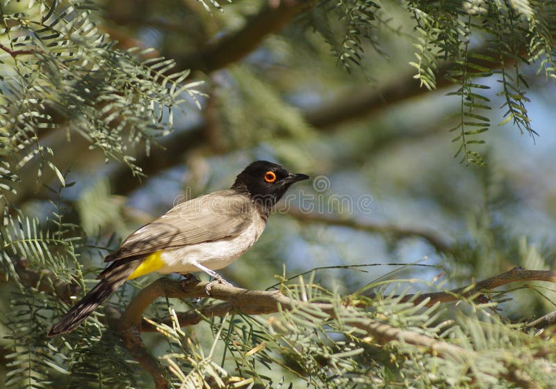 African Bulbul. stock image. Image of eyed, bird, animal - 51318501