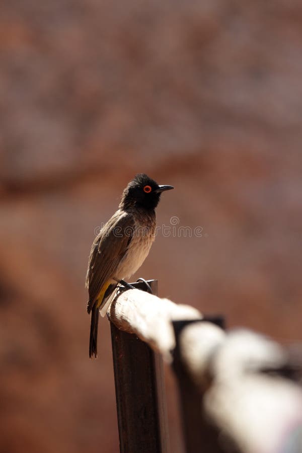 African Red-eyed Bulbul stock image. Image of africa, bill - 7098575