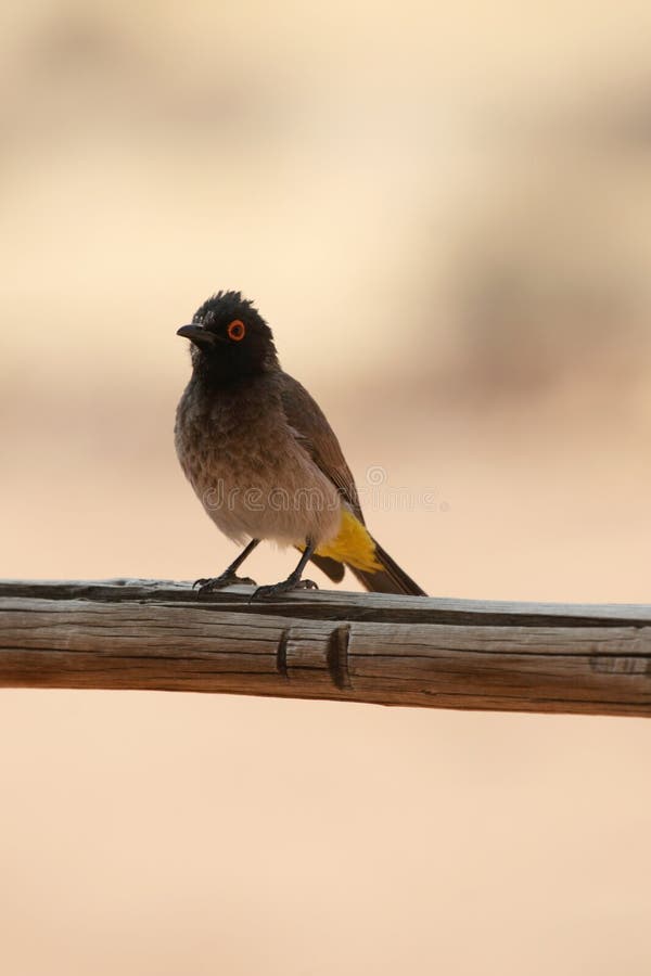 African Red-eyed Bulbul stock image. Image of namibia - 7459687