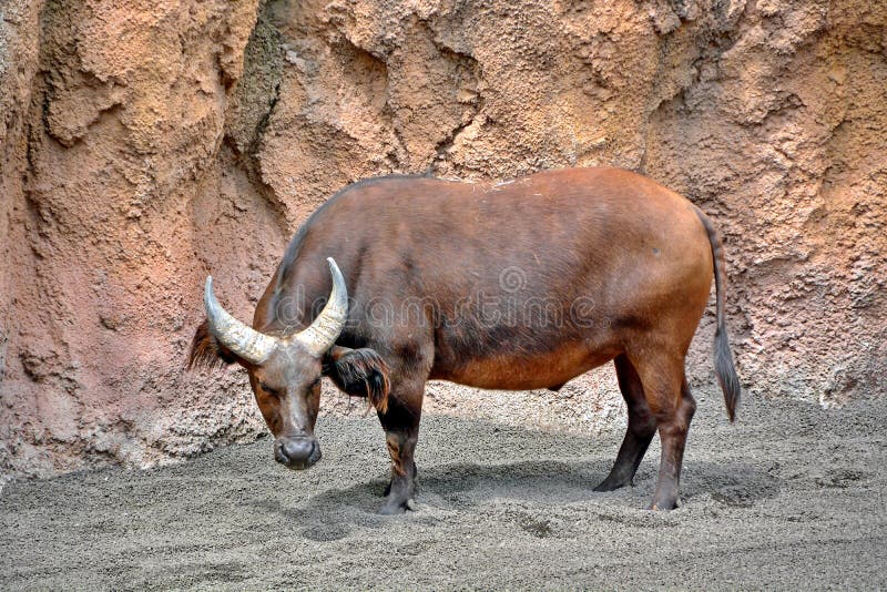 Side Profile Of An African Buffalo Stock Image - Image of animals ...