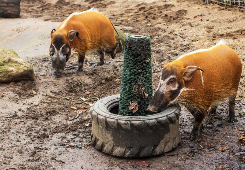 African Red Pigs, in the Mud, Looking for Food Stock Photo - Image of ...