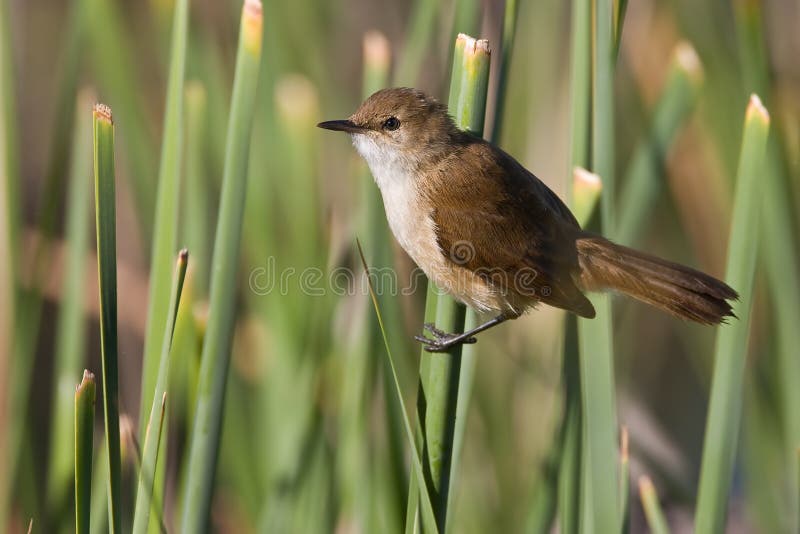 African Reed-Warbler stock photo. Image of game, birds - 11288408
