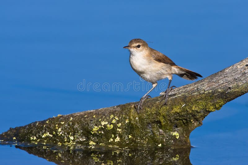 African Reed-Warbler stock photo. Image of game, birds - 11288408