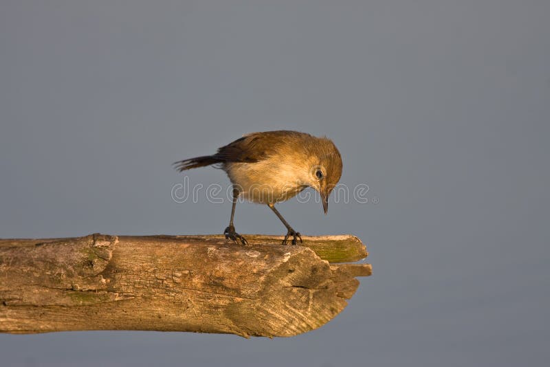 Reed Warbler with Backlight Stock Image - Image of details ...