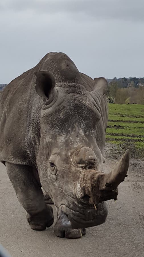 272 Rhino Front View Stock Photos - Free & Royalty-Free Stock Photos ...