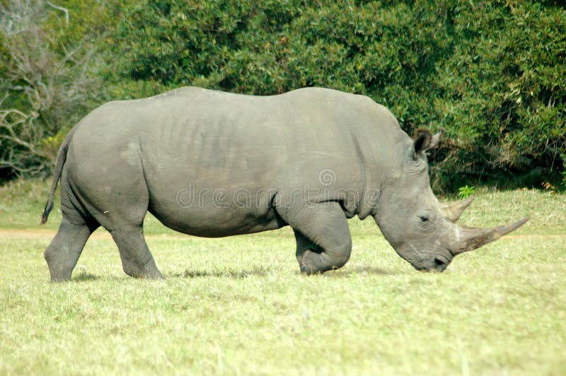 African rhinoceros stock image. Image of looking, background - 2913999