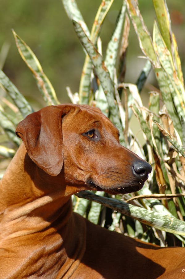 African Rhodesian Ridgeback Dog Stock Image - Image of rhodesian ...