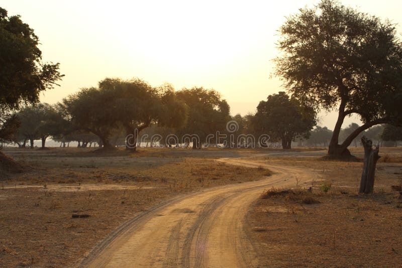 Exploring the bush stock image. Image of outdoor, nationalpark - 3510675