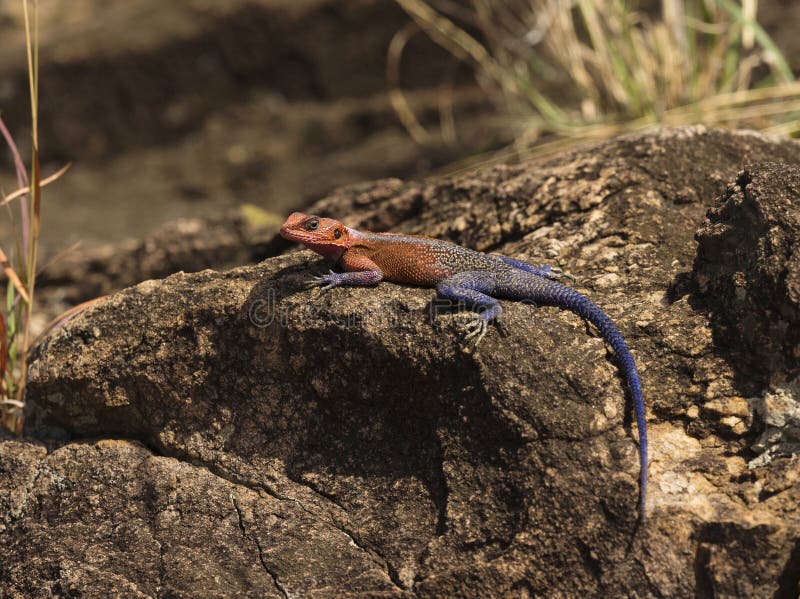 Colorful African Rock Agama Lizard Stock Photo - Image of nature ...