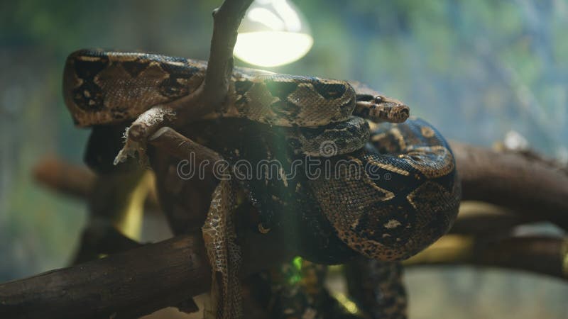 African rock python stock footage. Video of reptile - 242745884
