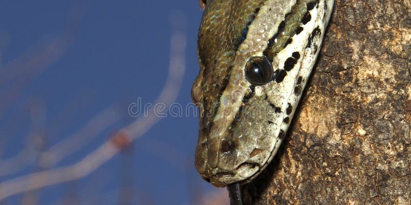 African Rock Python Botswana Stock Photos - Free & Royalty-Free Stock ...