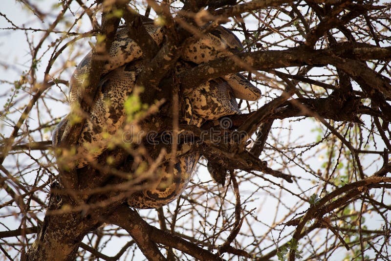 African Rock Python (Python Sebae) Stock Photo - Image of outdoor ...