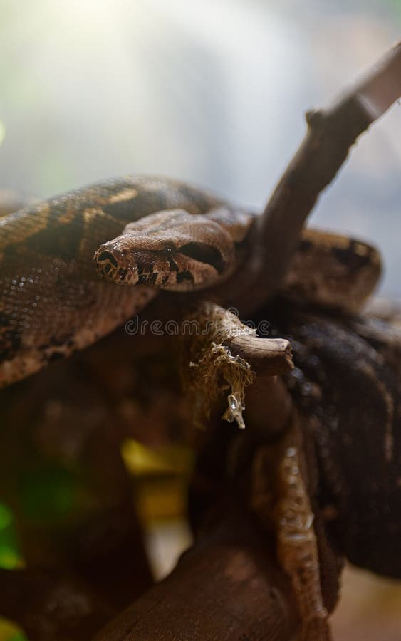 African Rock Python Stock Image Image Of Huge Skin 242491629