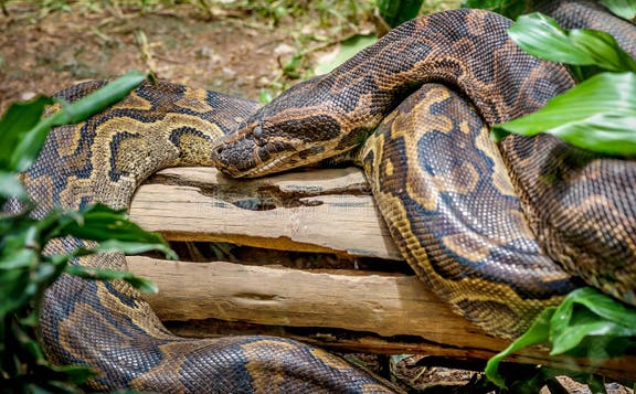 African Rock Python in Uganda Stock Photo - Image of hood, skin: 79451062